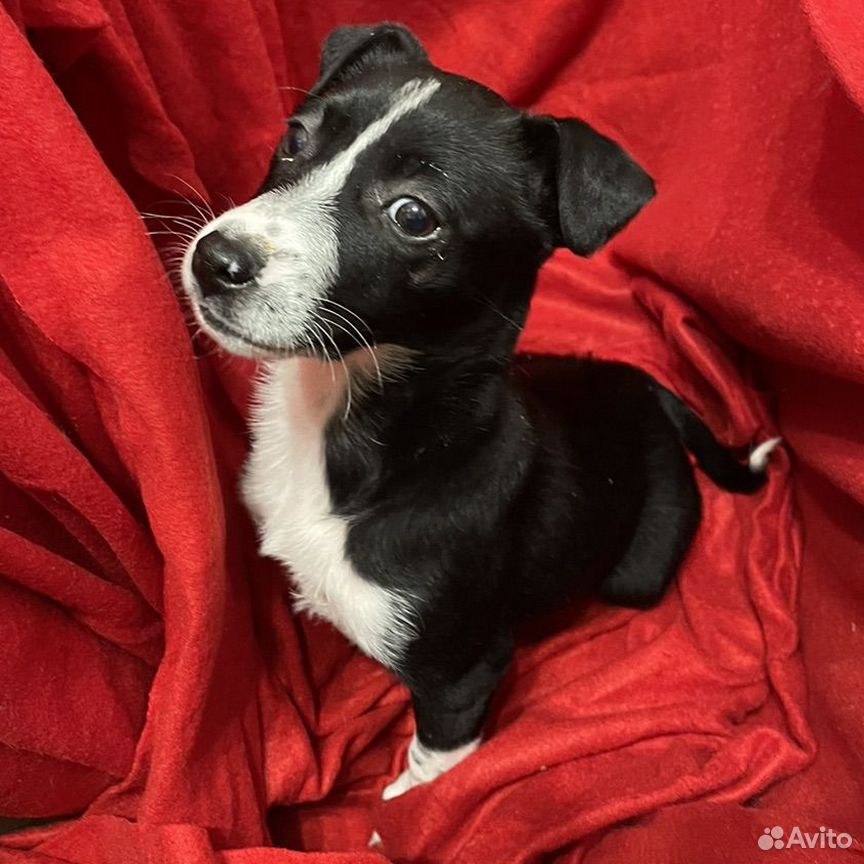 Маленькие детки метисы в добрые ручки