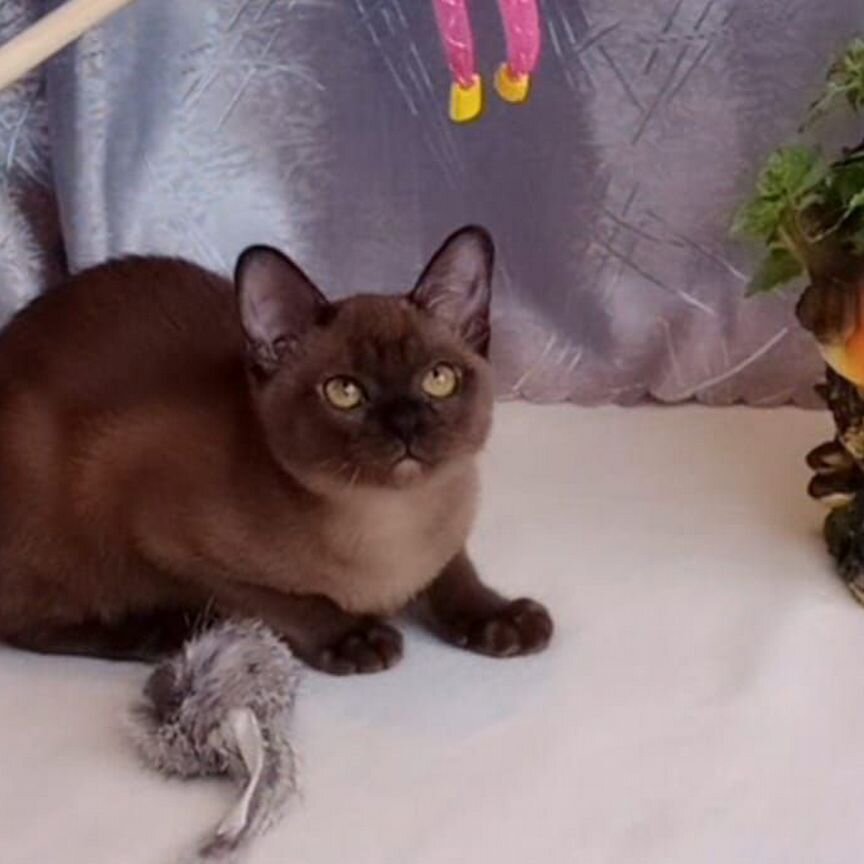 Бурманские котята