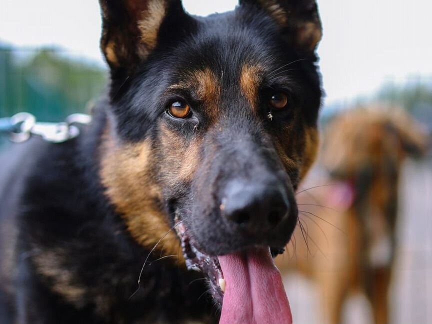 Пес из приюта