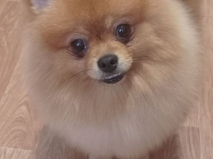 Померанский шпиц