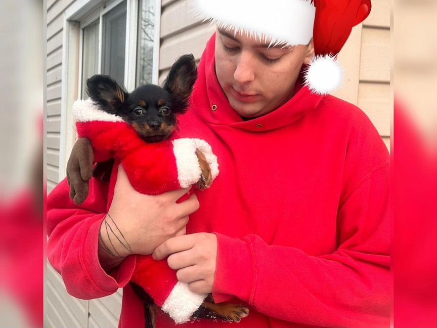 Мальчик тойчик (русский той длинношерстный)