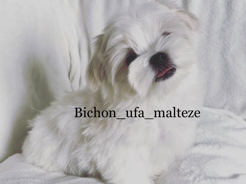 Мальтезе мальтийская болонка