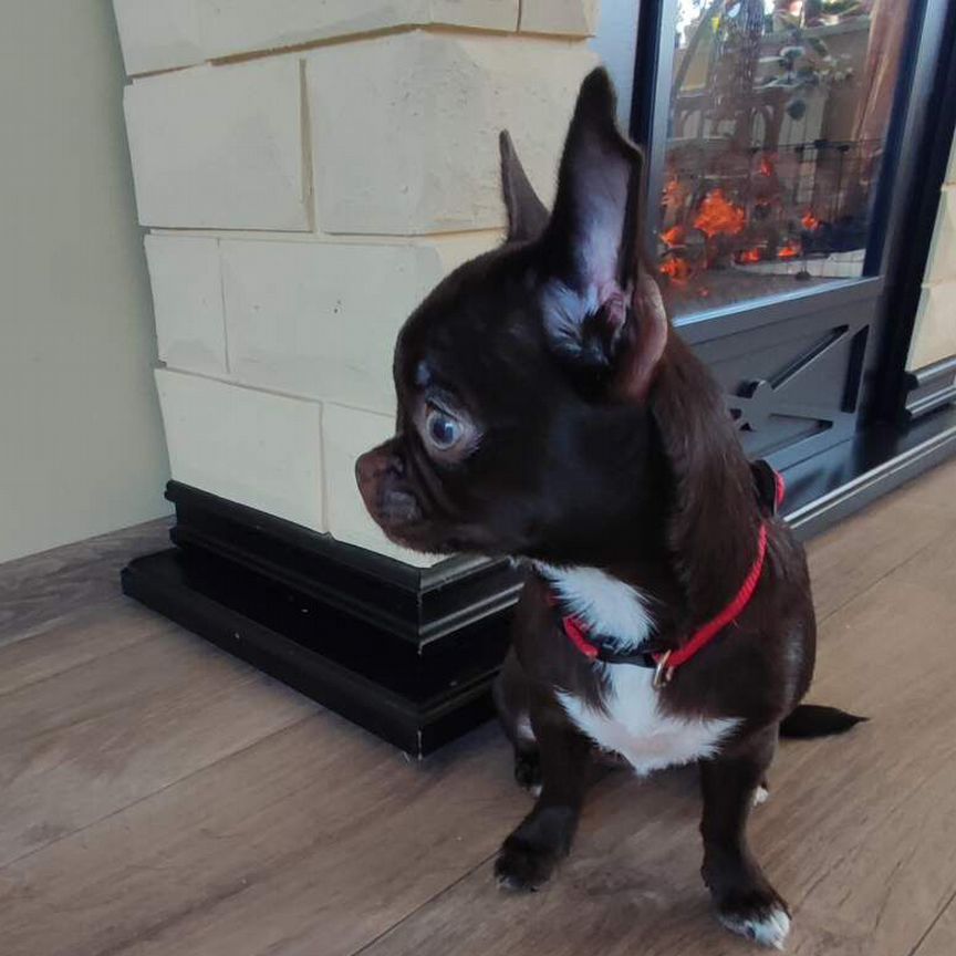 Шоколадная чишка