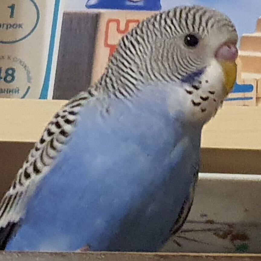 Волнистый попугай мальчик птенчик