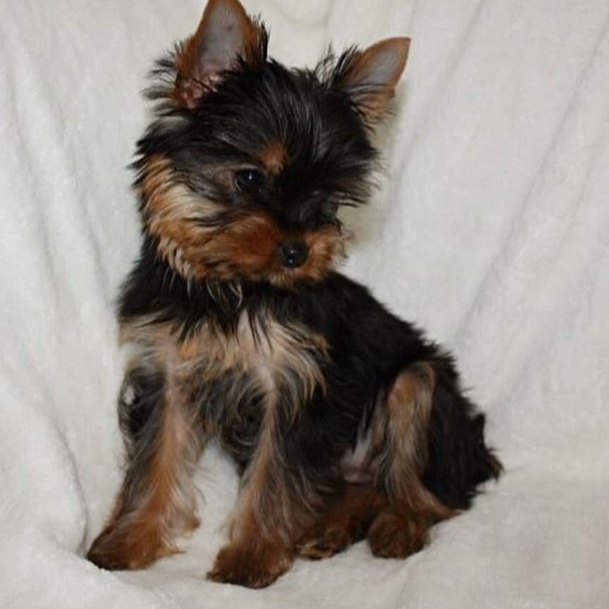 Йоркширский терьер, щенок