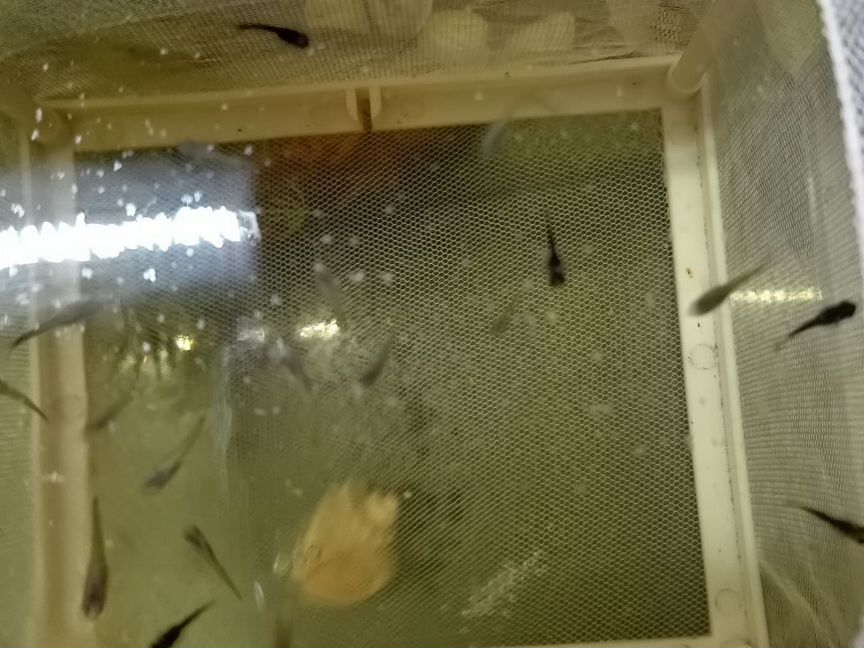 Мальки малинези