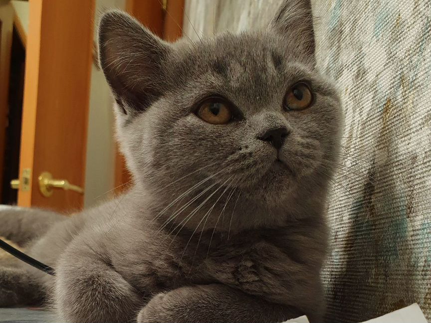Голубой шотландский котенок