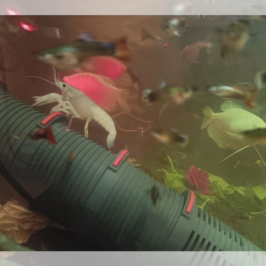 Голубые аквариумные раки