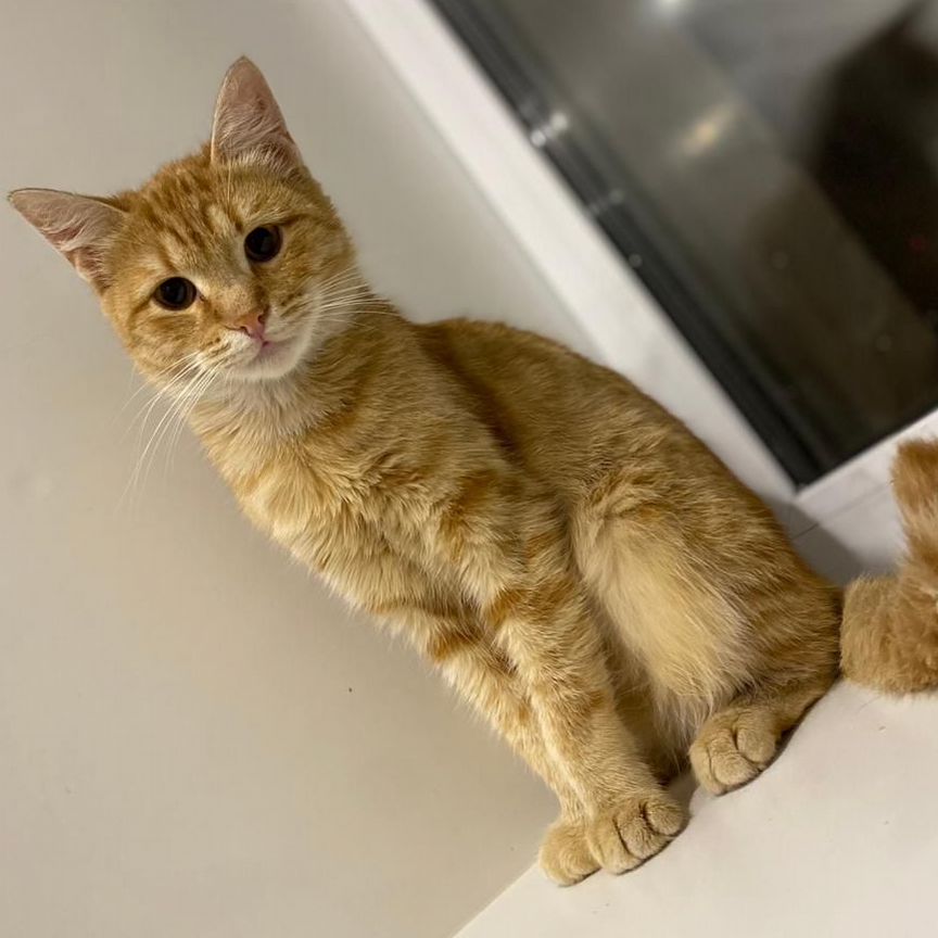 Взрослая кошка в добрые руки