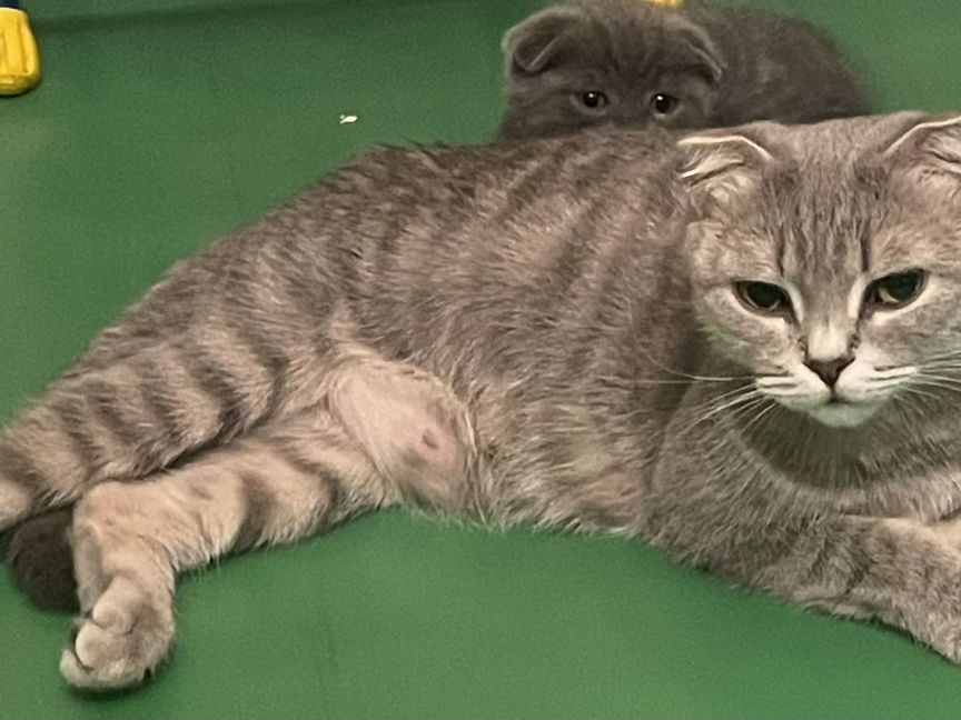 Британская вислоухая кошка