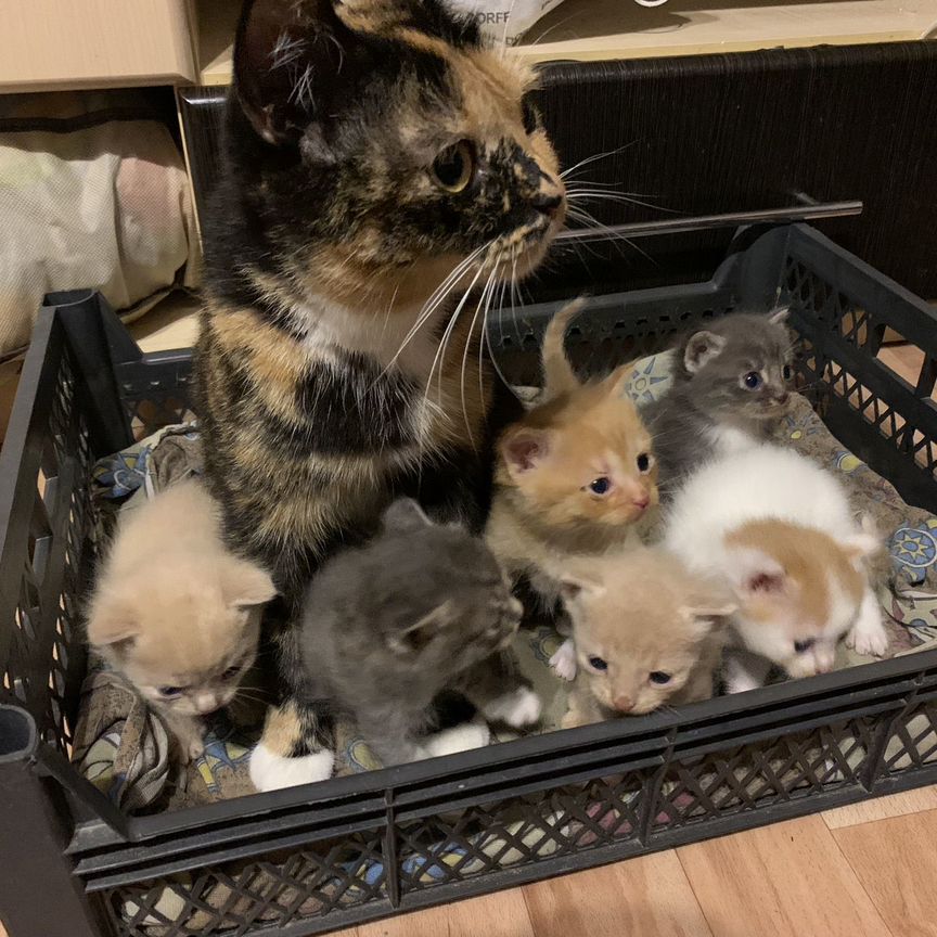 Котята в добрые руки