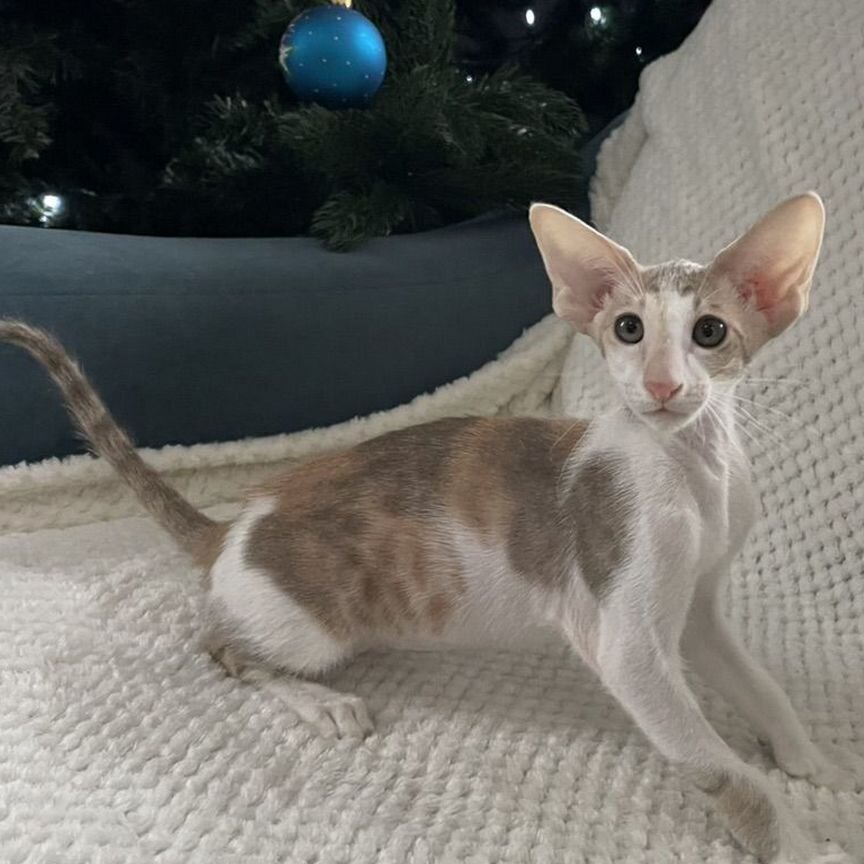 Ориентальные котята