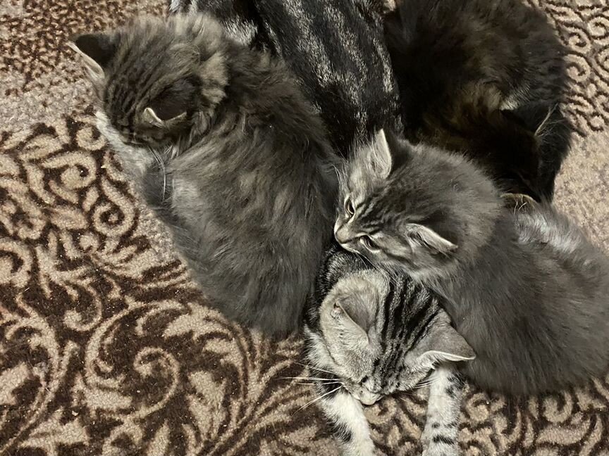 Отдам котят в добрые руки