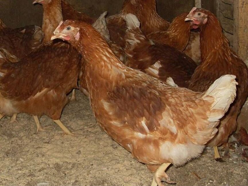 Куры молодки несушки