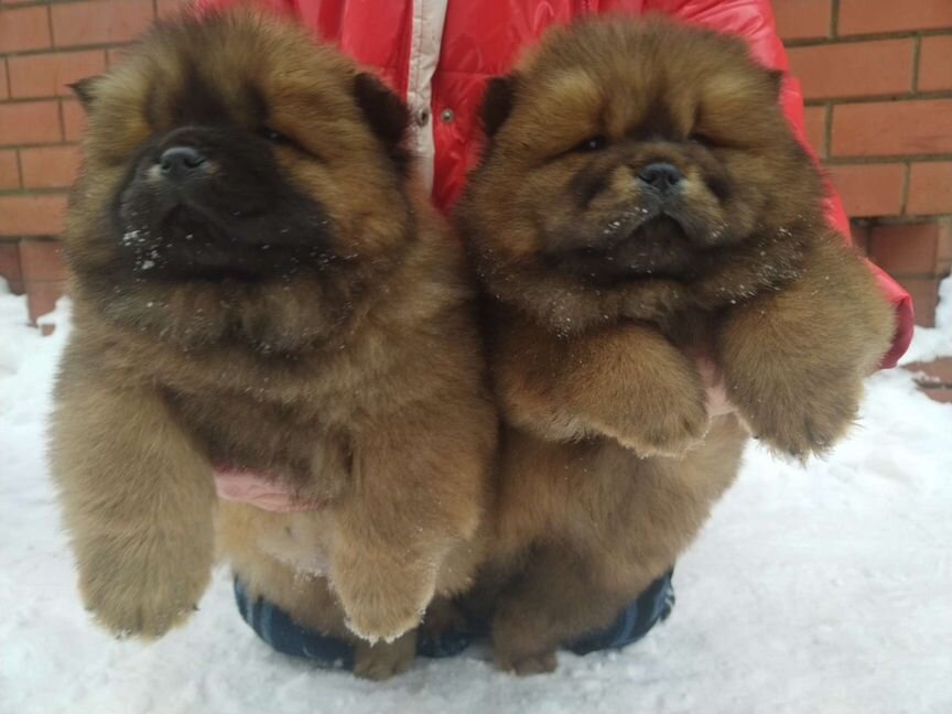 Щенки чау-чау