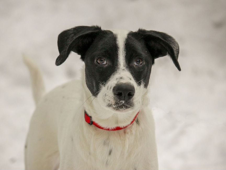 Смышленая Долли ищет дом