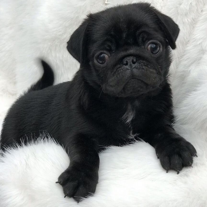 Мопсы щенки девочка