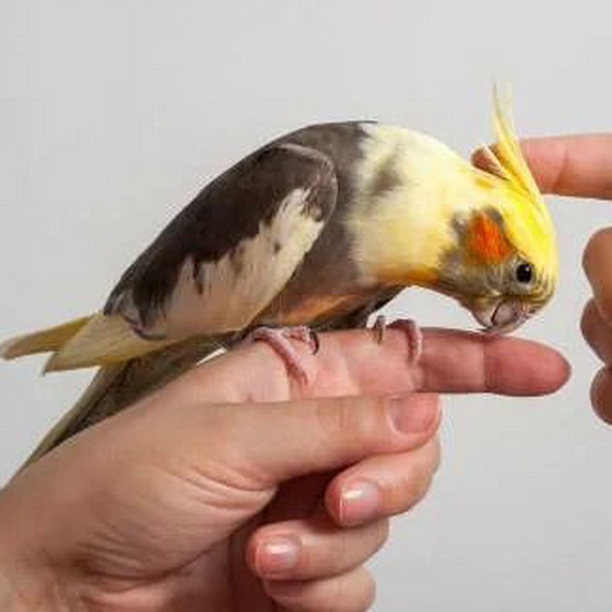 Попугай корела полностью ручной