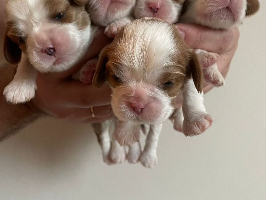 Кавалер кинг чарльз спаниель щенки