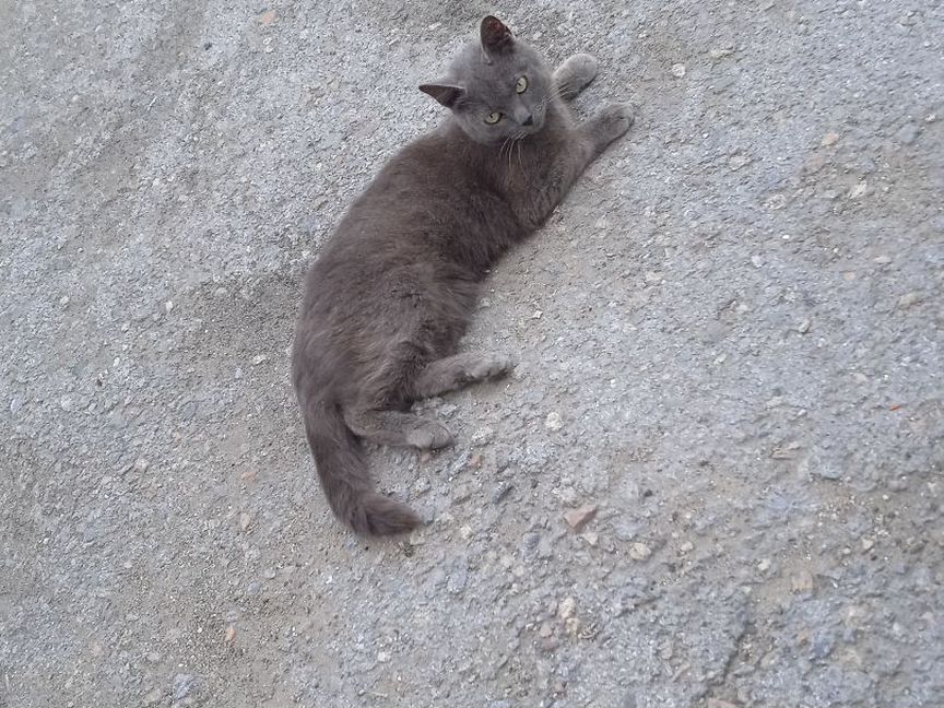 Котик в добрые руки