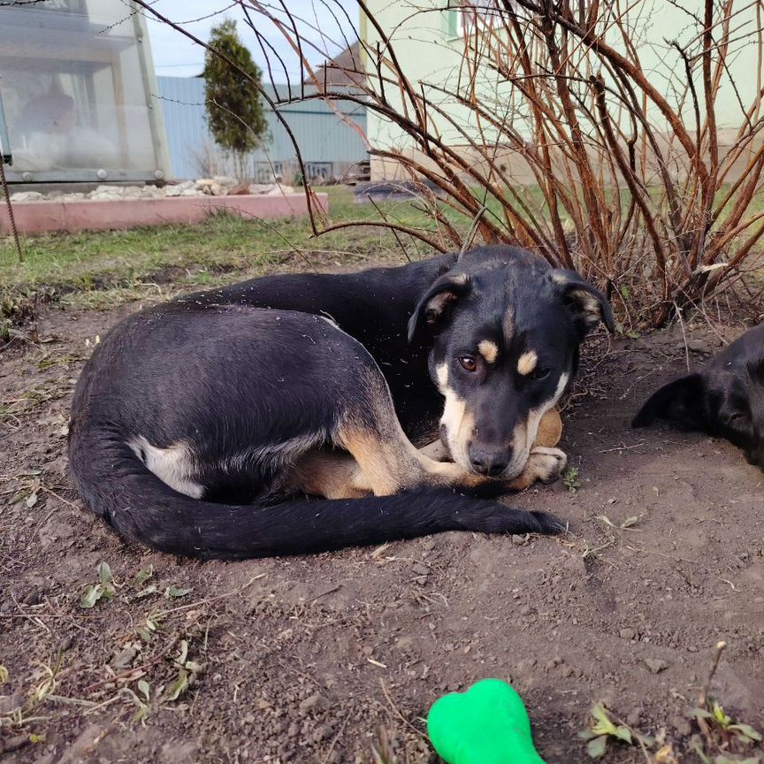 Щенок в добрые руки