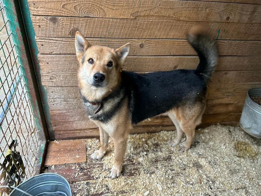 Феникс, яркий красивый пес в приюте