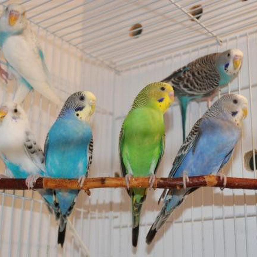 Волнистый попугай