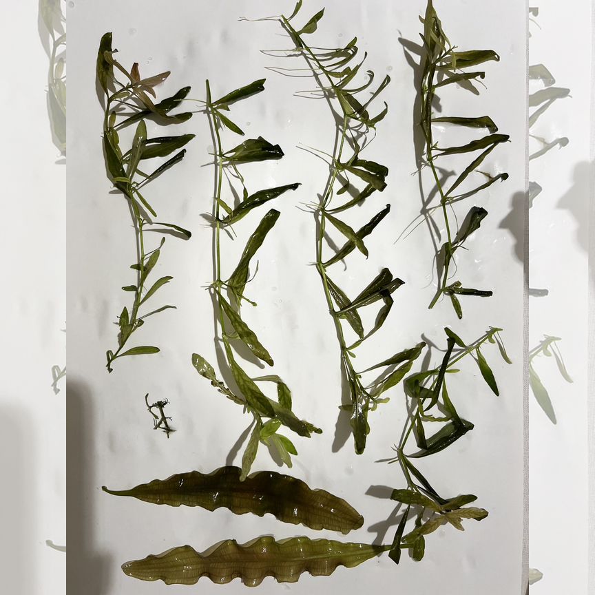 Аквариумные водоросли