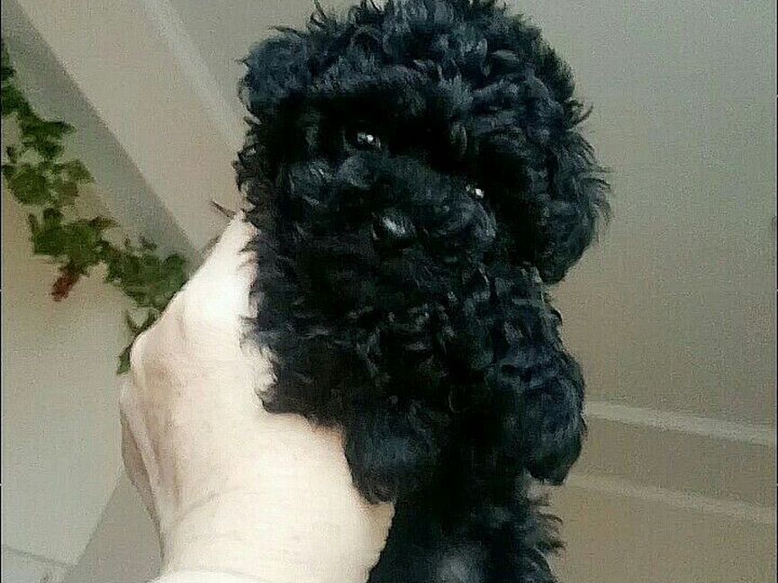 100% Той-пудель