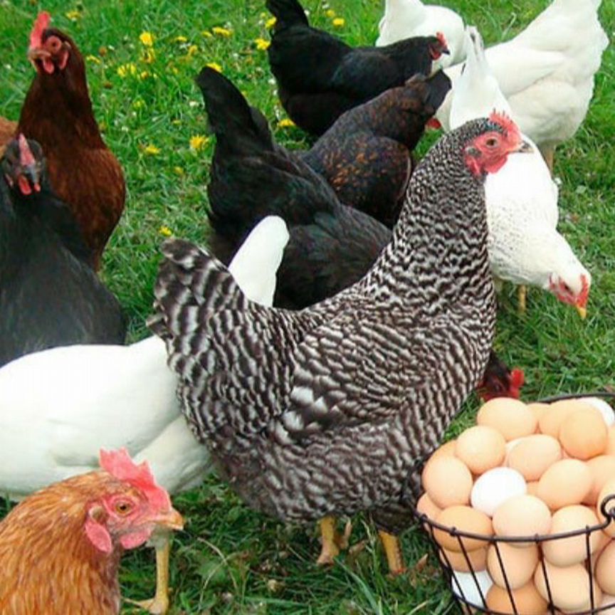 Семейка кур