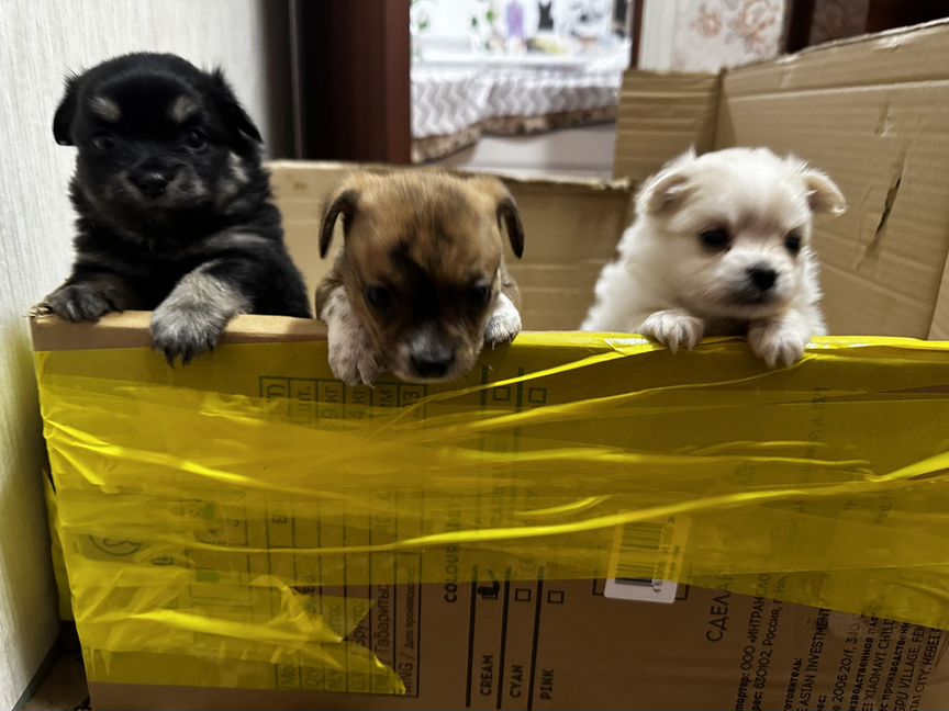 Щенята чихуахуа