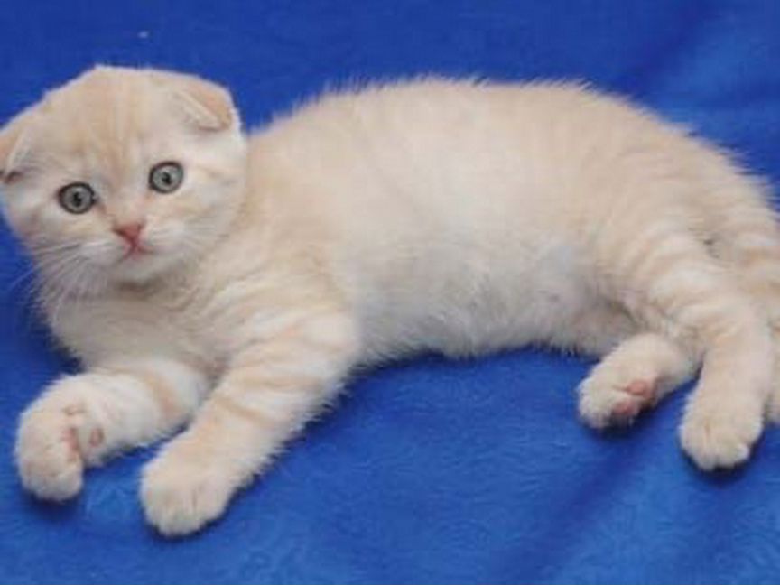 Шотландский котенок