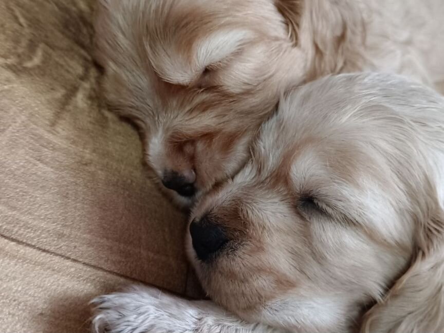 Кокер спаниель