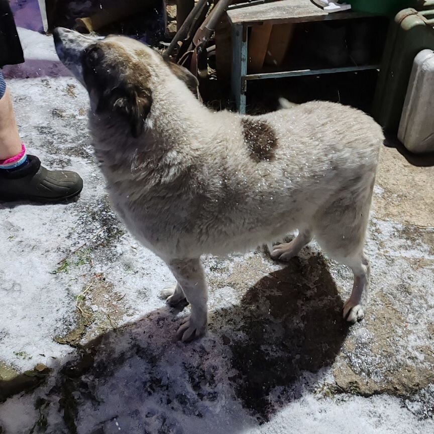 Взрослый пёс в добрые руки