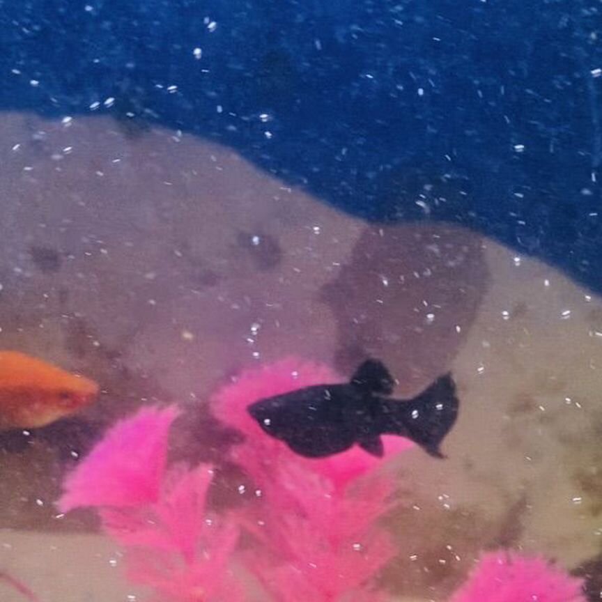 Моллинезия