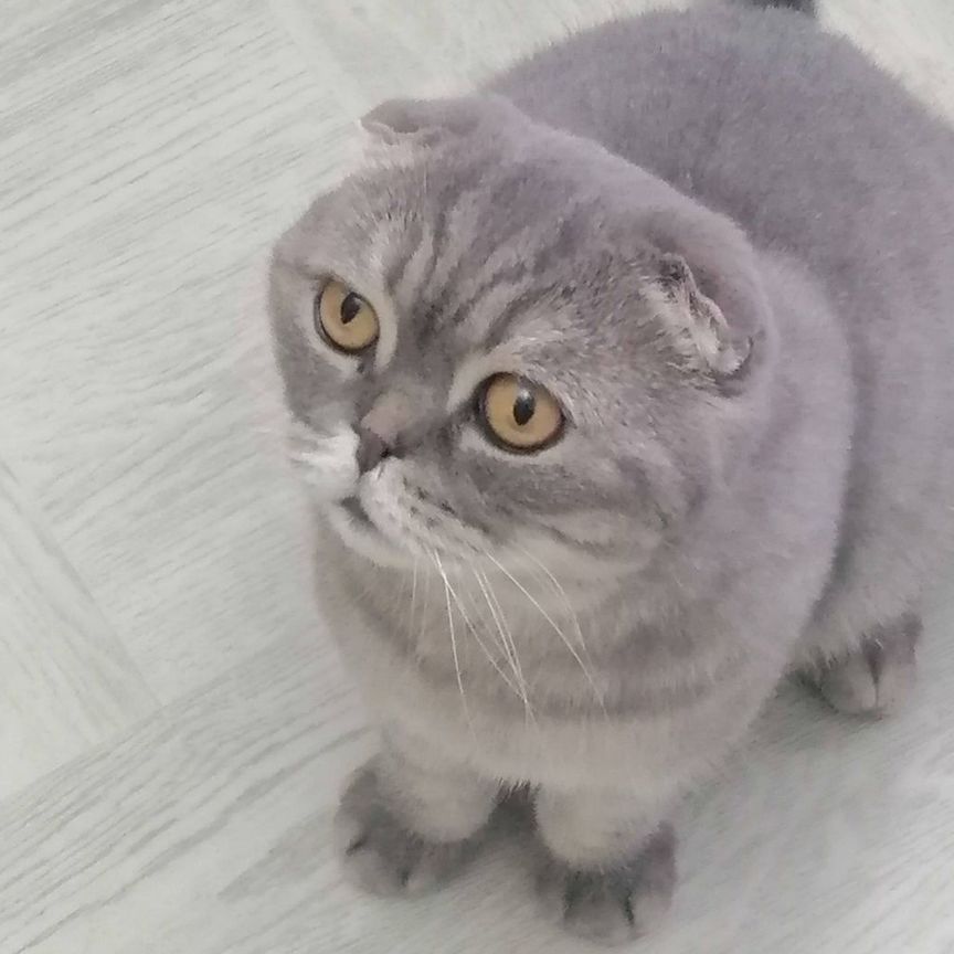 Шотландский вислоухий короткошёрстный котёнок