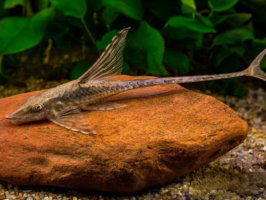 Аквариумные рыбки сомики