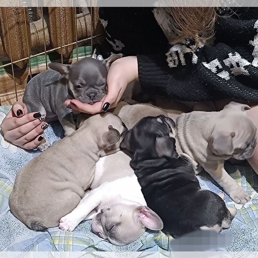 Французский бульдог, щенок