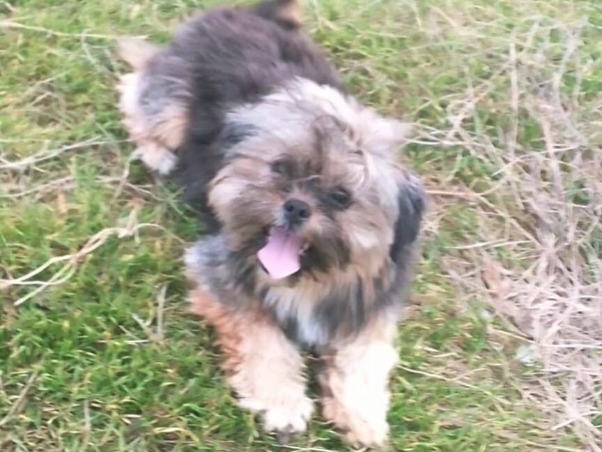 Маленькая собачка в добрые руки