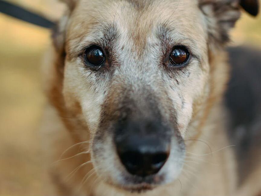 Одинокая собака ищет семью