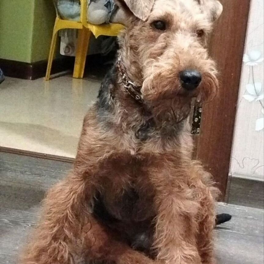 Вельштерьер