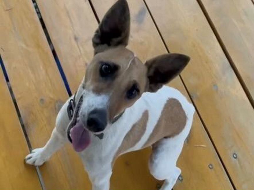 Фокстерьер