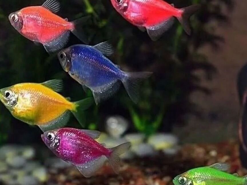 Рыба тернеция +2сомика