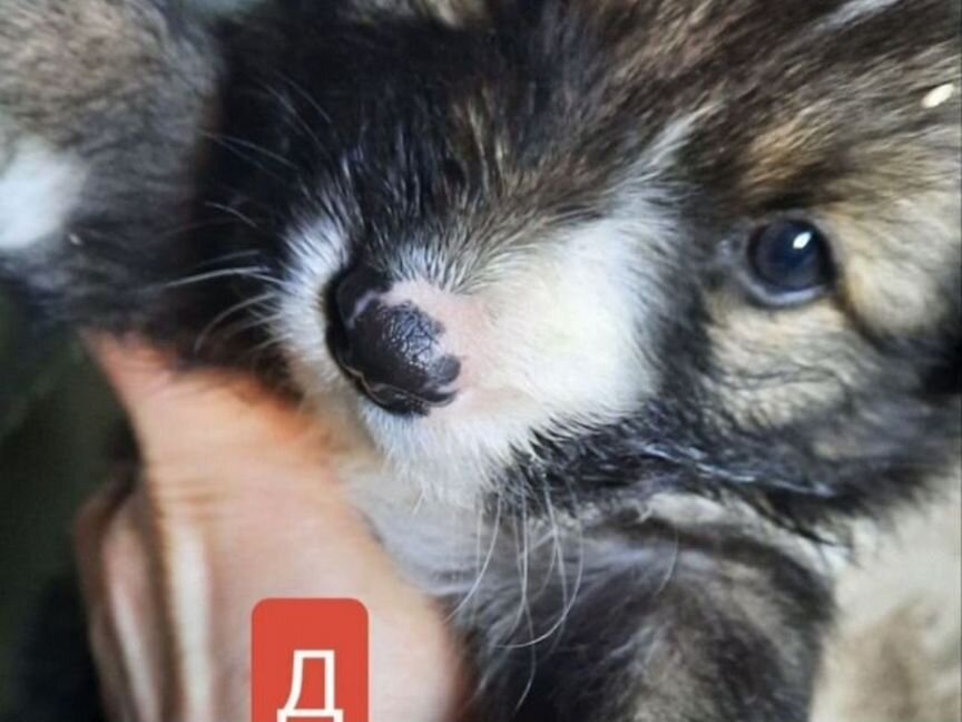 Собака/щенок в добрые руки бесплатно
