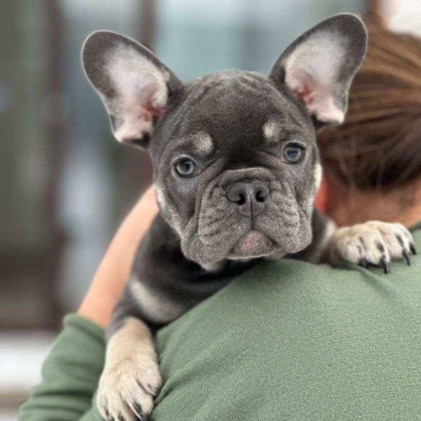 Французский бульдог щенки голубо подпалые,какао