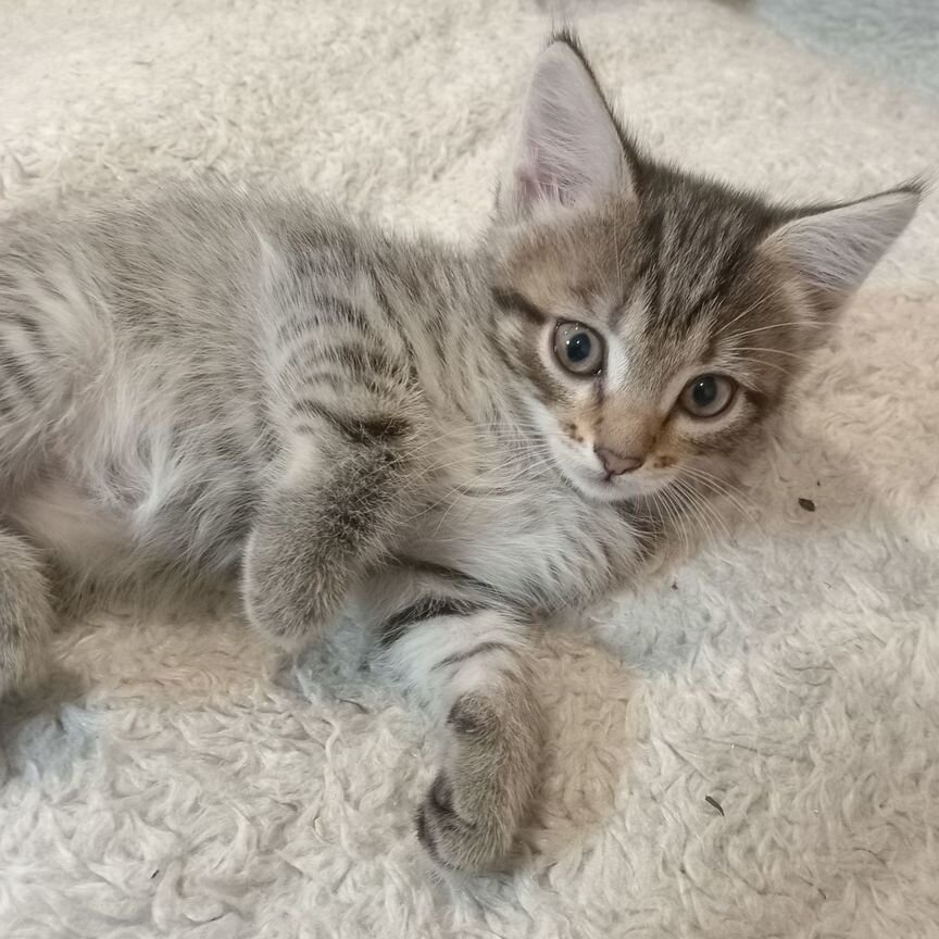 Сибирский котёнок