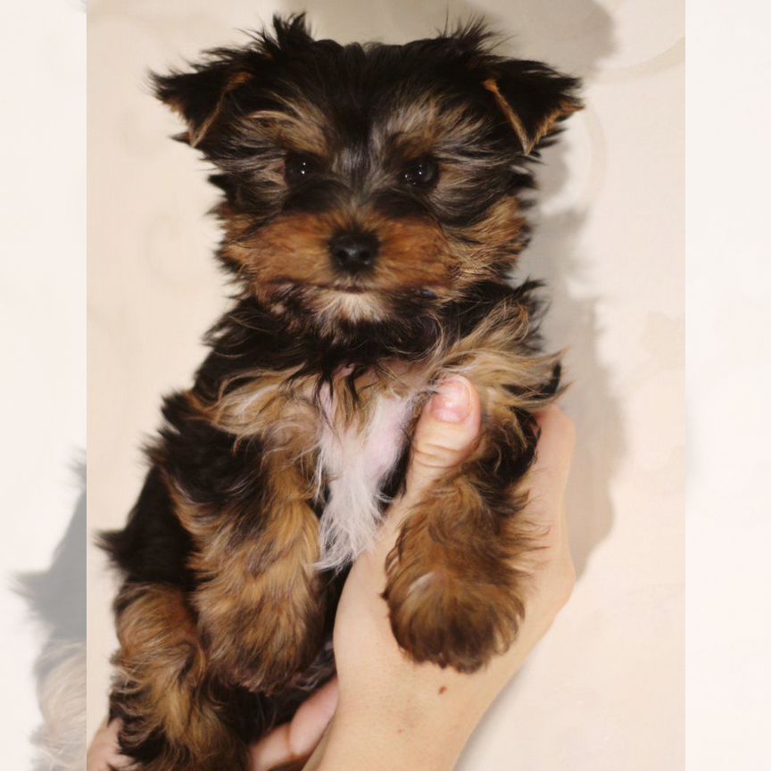 Йоркширский терьер, щенок