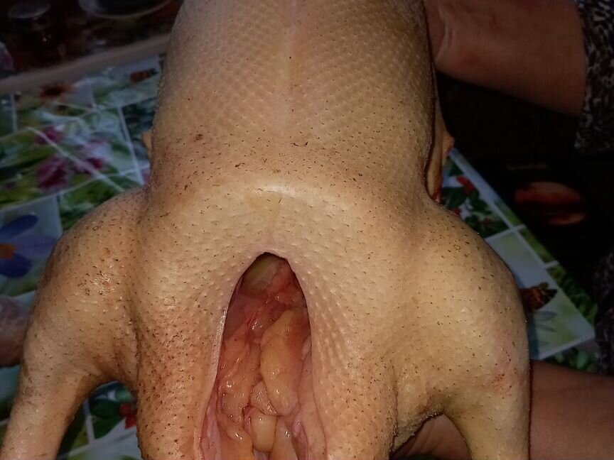 Домашня птица