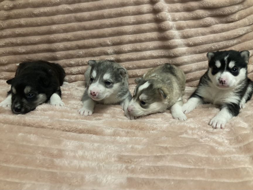 Щенки хаски и лайки