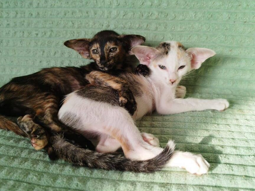 Ориентальная экстрим